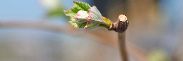 The Farmhouse Cafe – Caroline Cellars