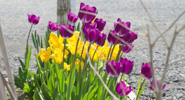 The Farmhouse Cafe – Caroline Cellars